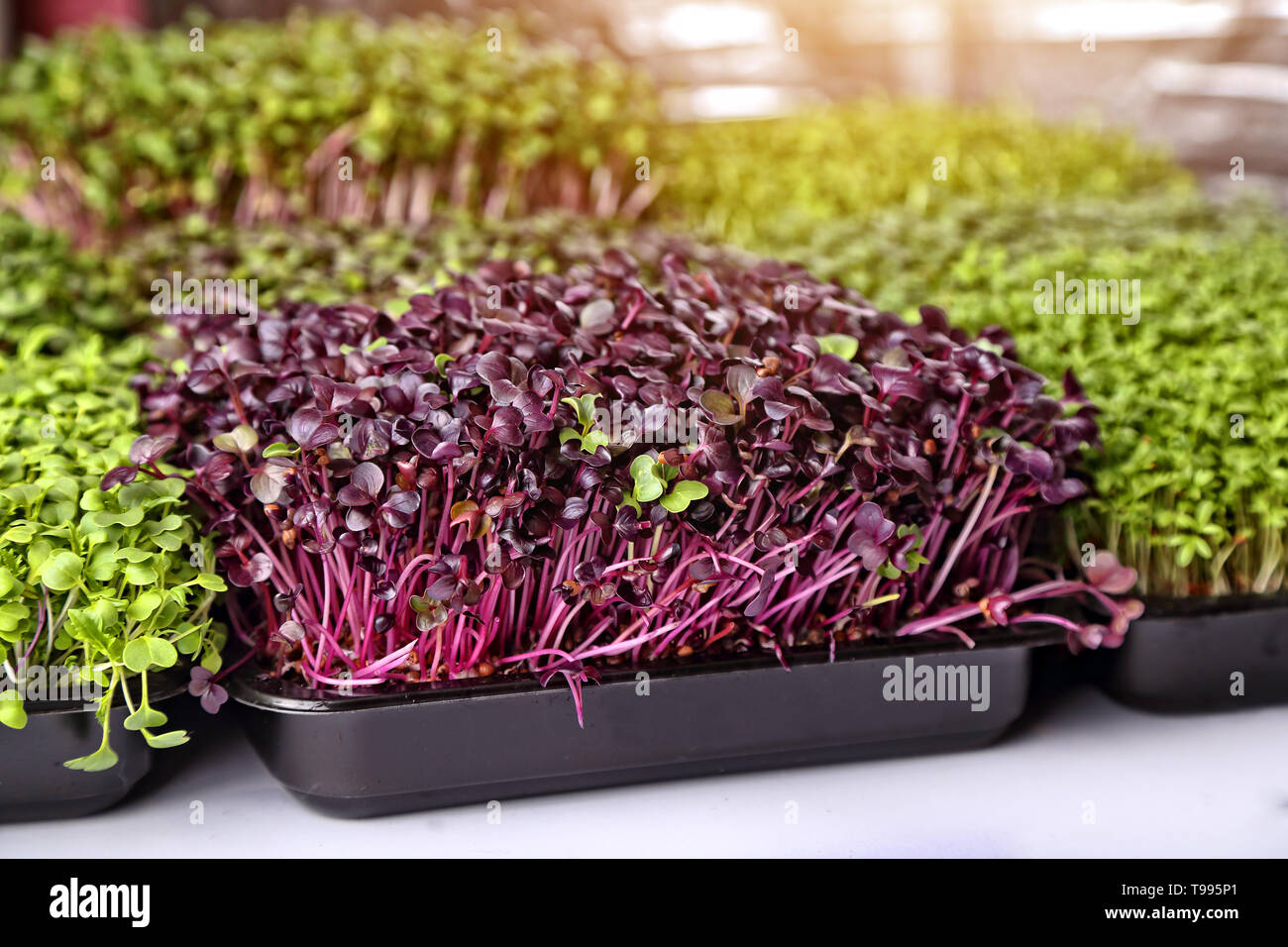 healthy and fresh sprouts Stock Photo - Alamy