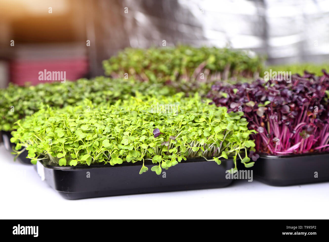 healthy and fresh sprouts Stock Photo - Alamy