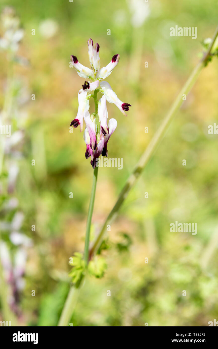 Field margins hi-res stock photography and images - Alamy
