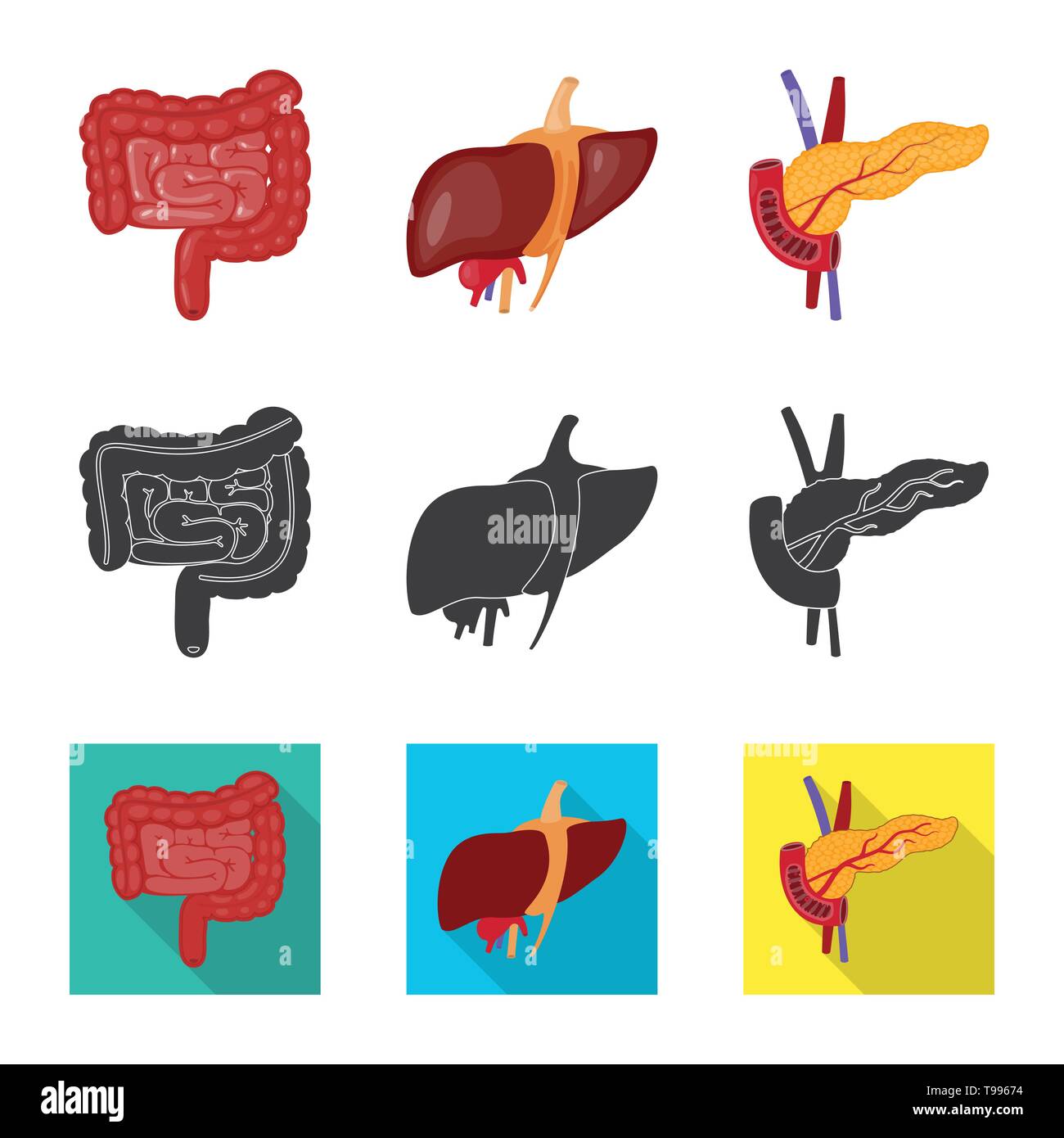 liver,pancreas,digestive,endocrine,intestine,body,diabetes ...