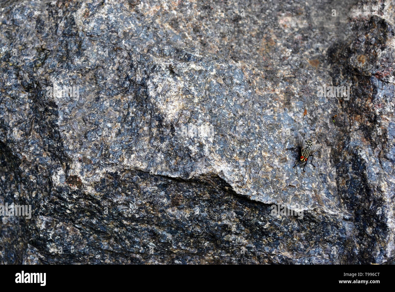 Fly sitting on dark gray granite rock, background texture close up ...