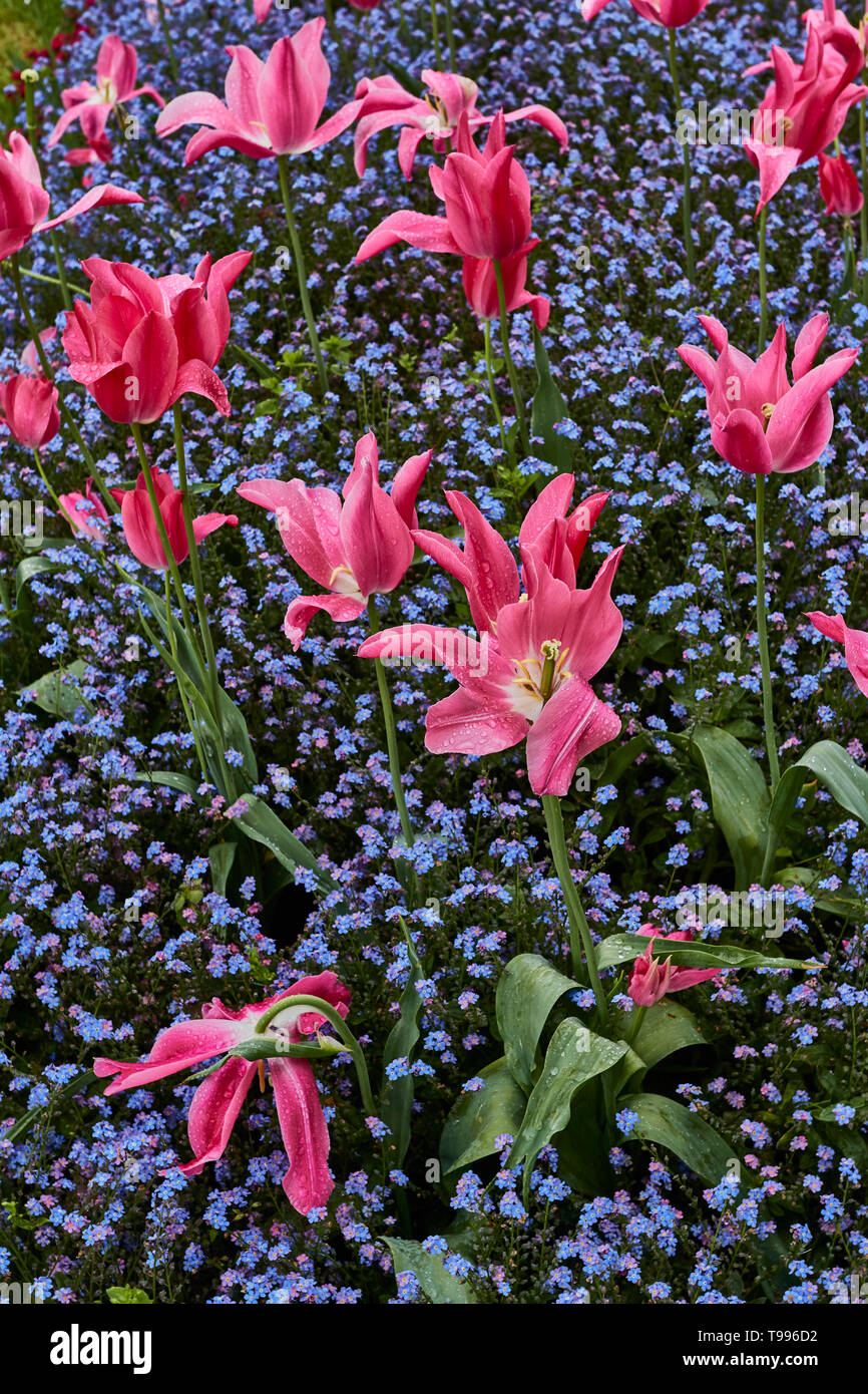 Abstract nature spring flower portrait Stock Photo - Alamy