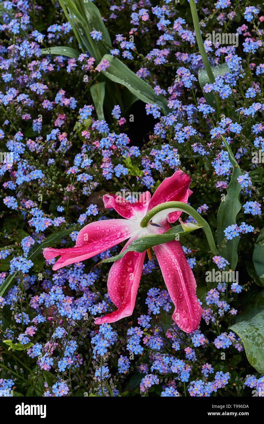 Abstract nature spring flower portrait Stock Photo - Alamy