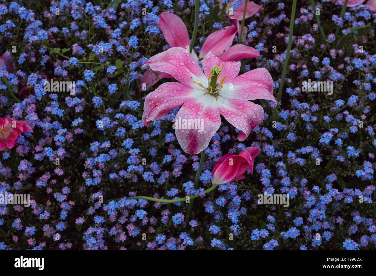 Abstract nature spring flower portrait Stock Photo - Alamy