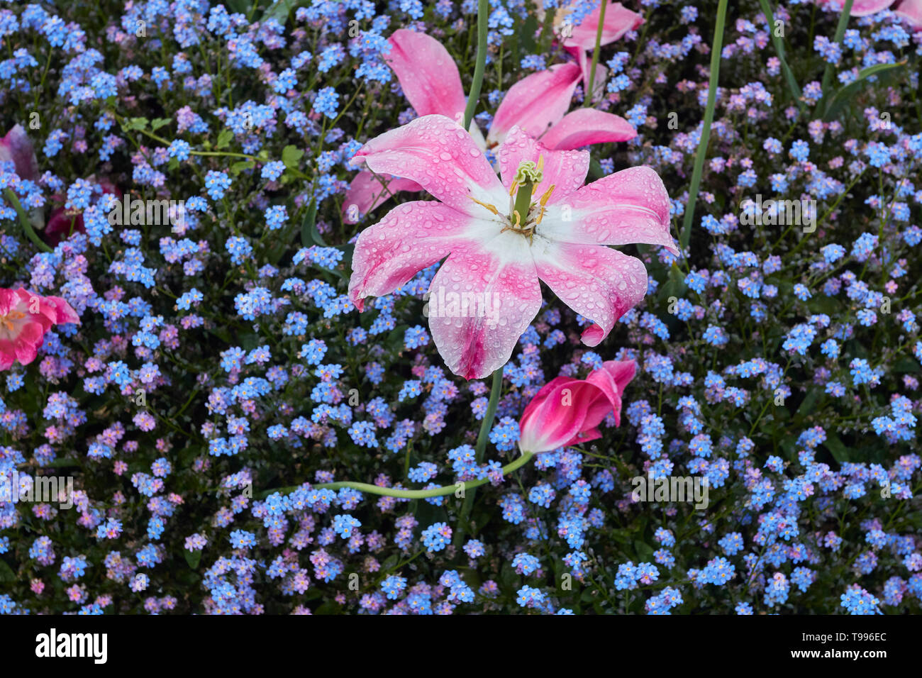 Abstract nature spring flower portrait Stock Photo - Alamy