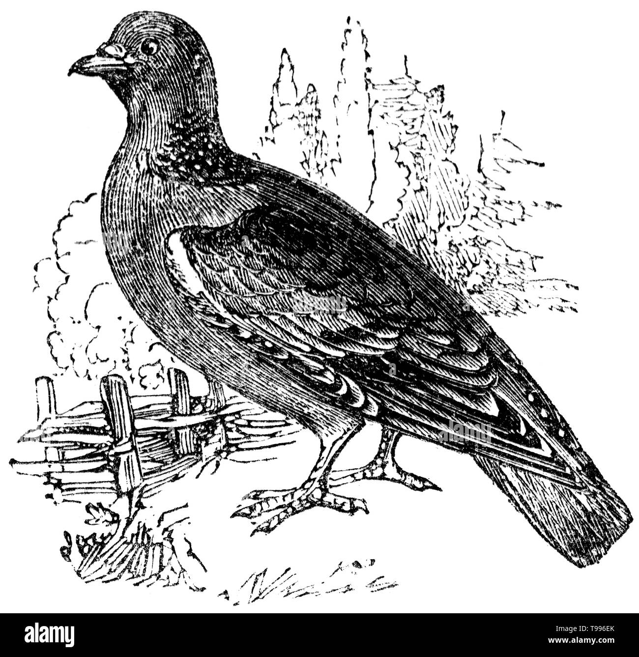 Columbiformes Black and White Stock Photos & Images - Alamy