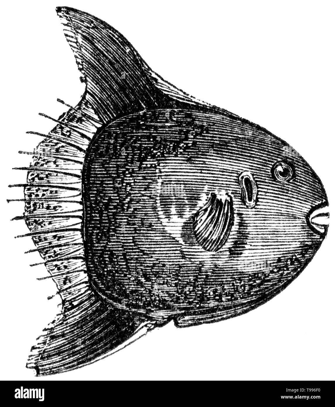 Orthagoriscus mola Cut Out Stock Images & Pictures - Alamy