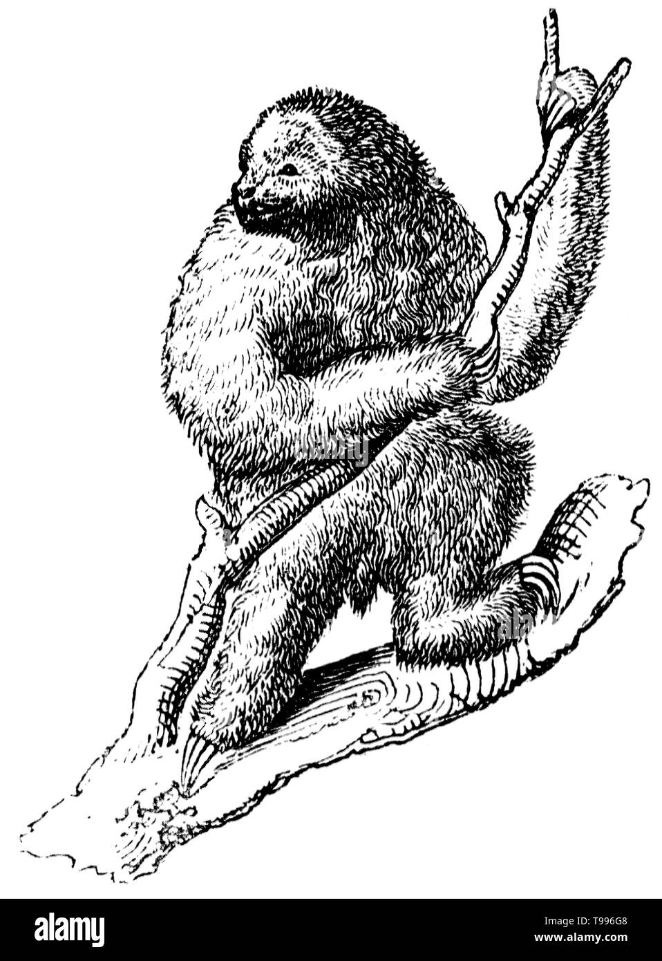 Wood cut engraved illustration, taken from 'The Treasury of Natural ...