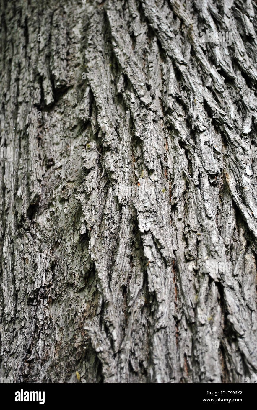 Old gray hazelnut tree trunk texture, close up detail Stock Photo - Alamy
