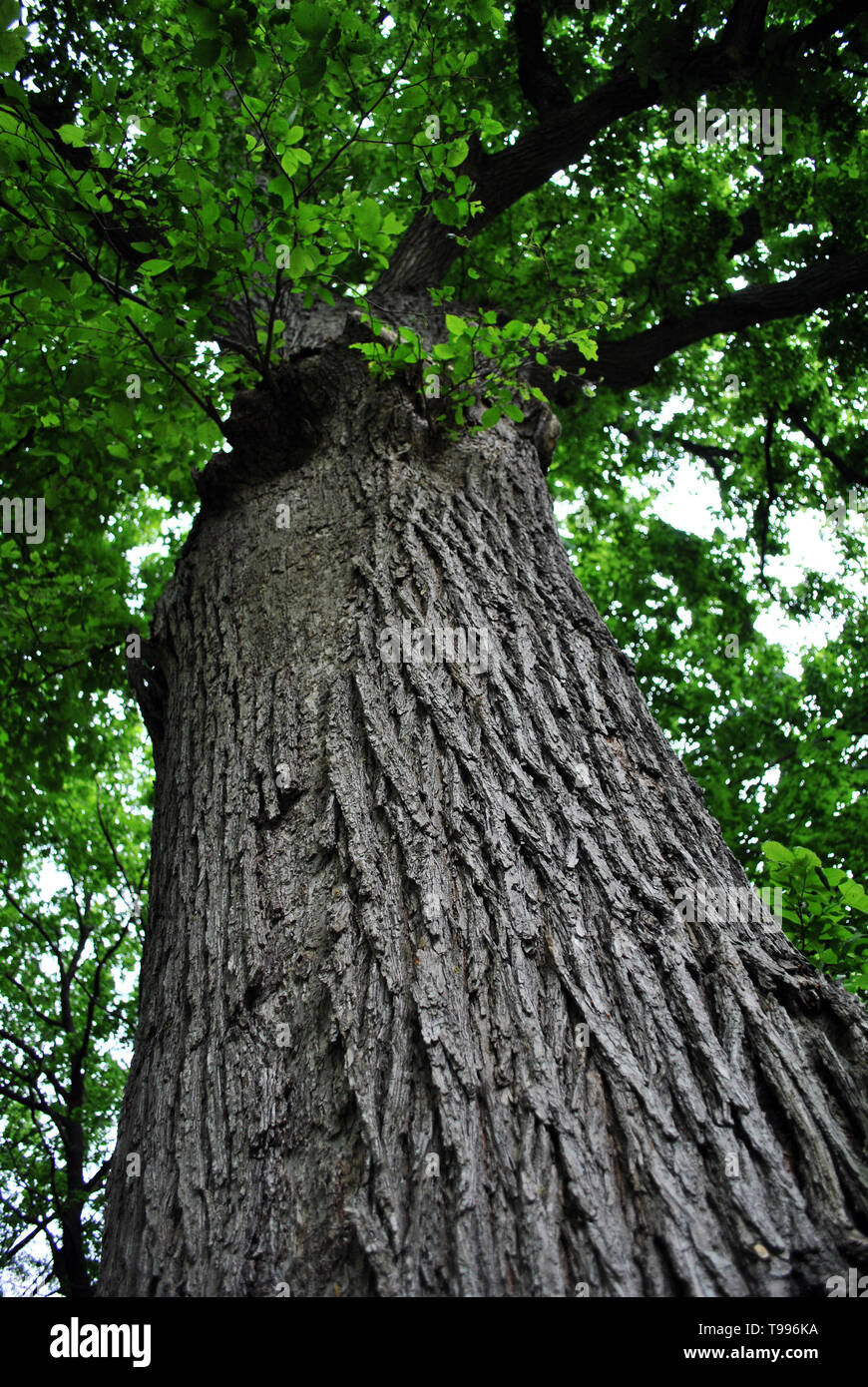 Old large hazelnut tree view from ground on top, close up trunk texture ...