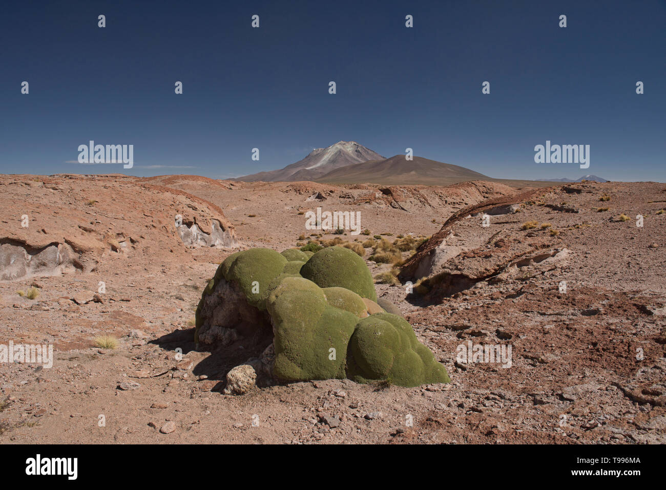 Yareta (llareta) (Azorella compacta), growing in the high dester, Salar ...