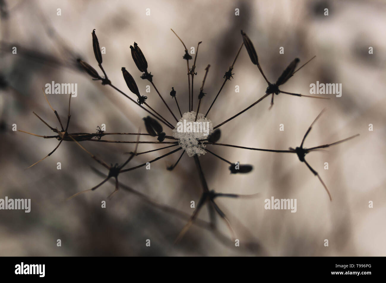 Dried hemlock flower with snow lump in the middle of the flower on a ...