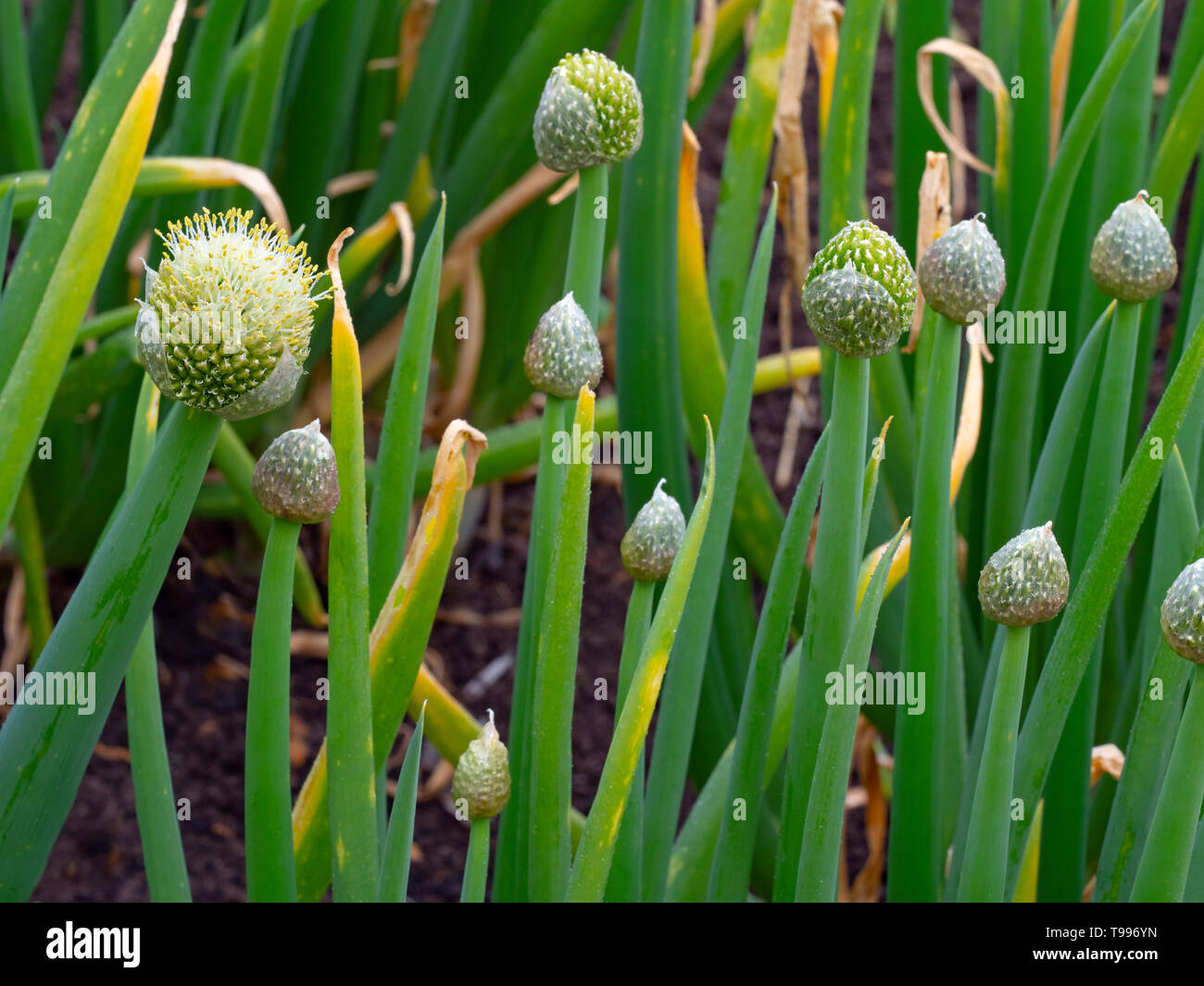 Welsh onion Allium fistulosum in flower Stock Photo - Alamy