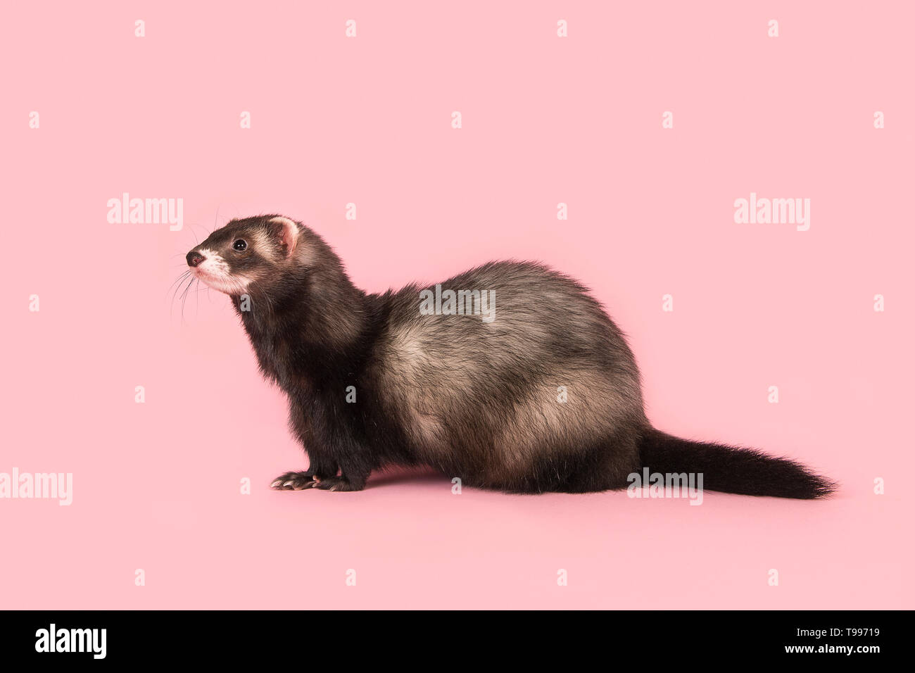 Side view of a ferret on a pink background Stock Photo - Alamy