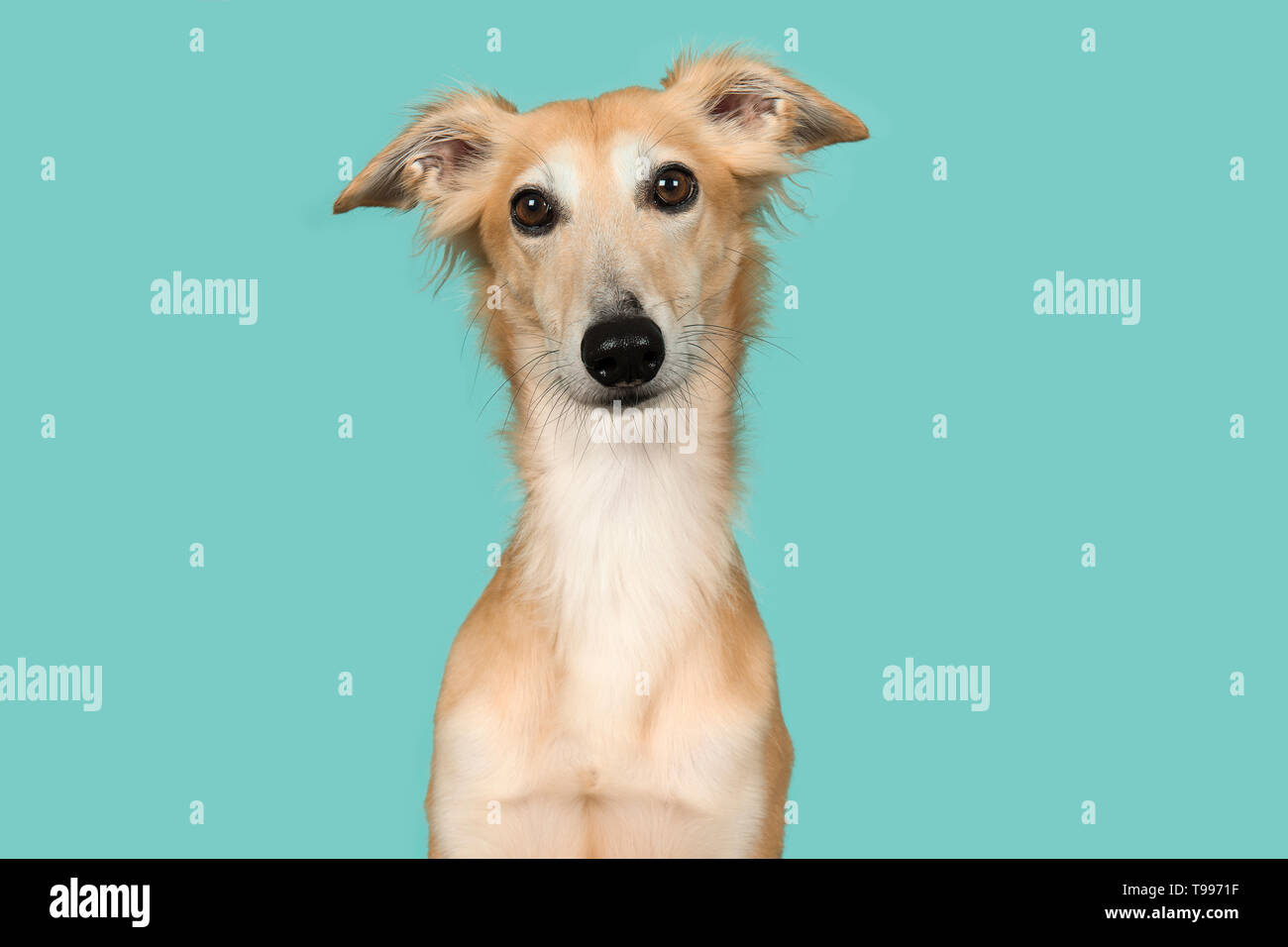 Windsprite dog hi-res stock photography and images - Alamy