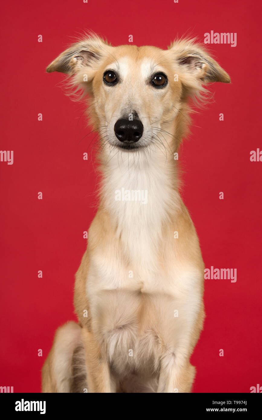 Longhaired whippet silken windsprite whippet hi-res stock photography ...
