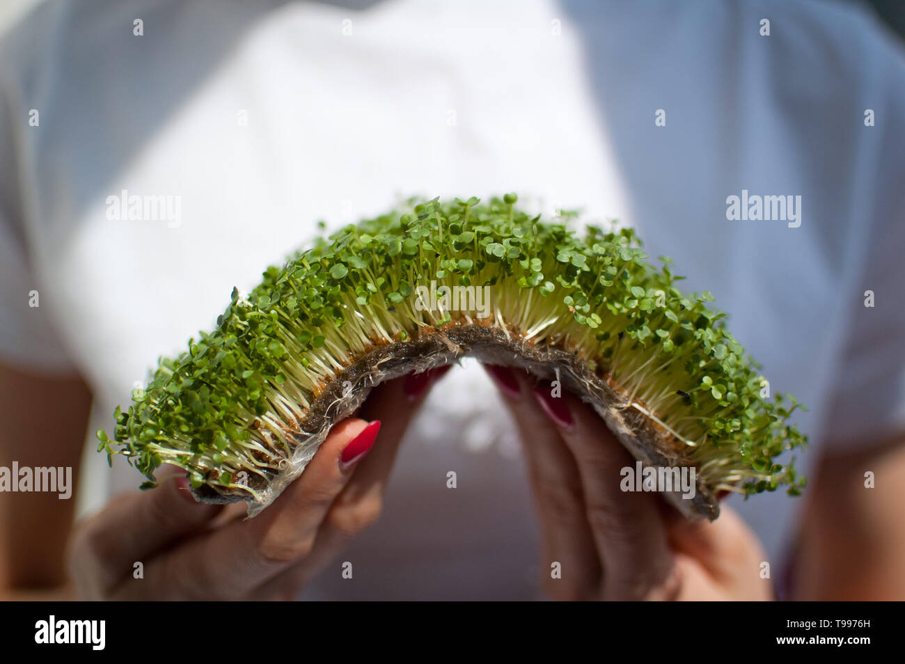 Female model is holding a piece of raw sprouted microgreens on her ...