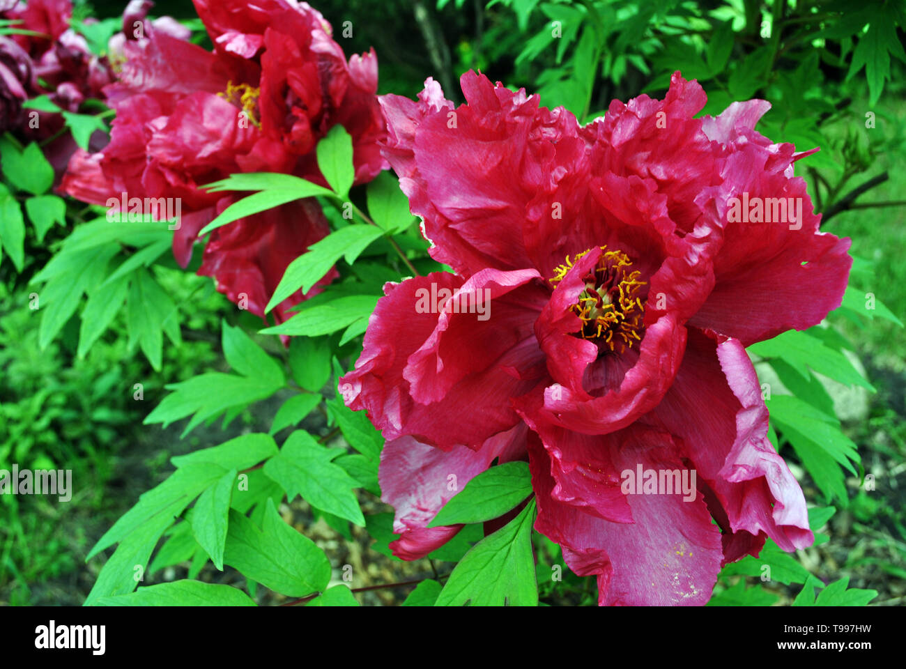 Red-scarlet peony flowers on the bush, soft green blurry leaves ...