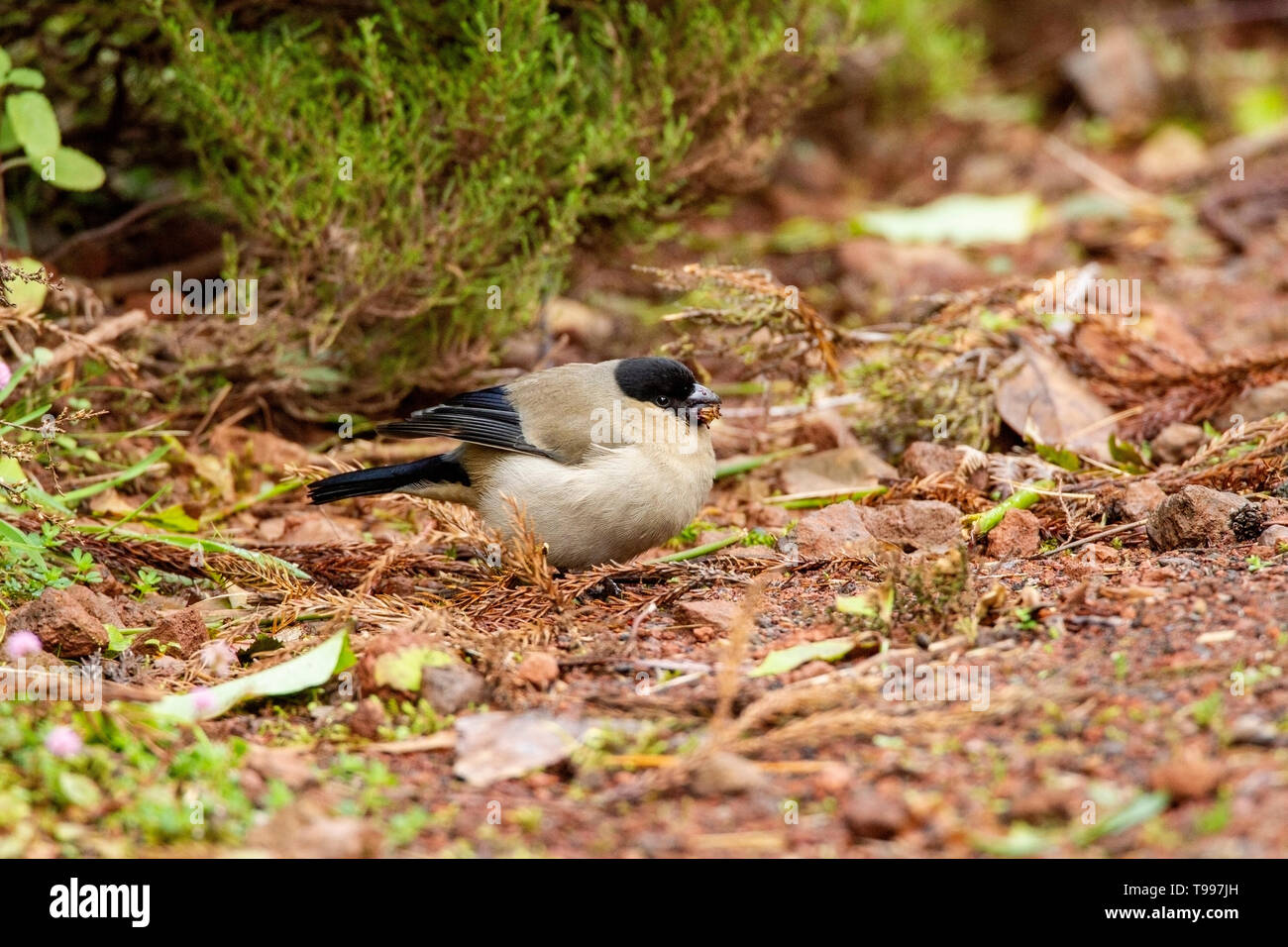 Azorean bullfinches hi-res stock photography and images - Alamy