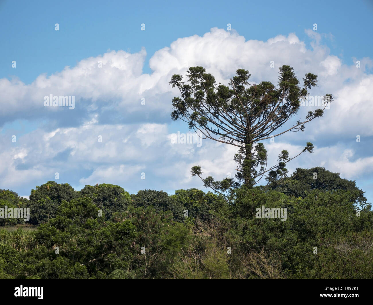 Araucaria tree (Araucaria angustifolia Stock Photo - Alamy