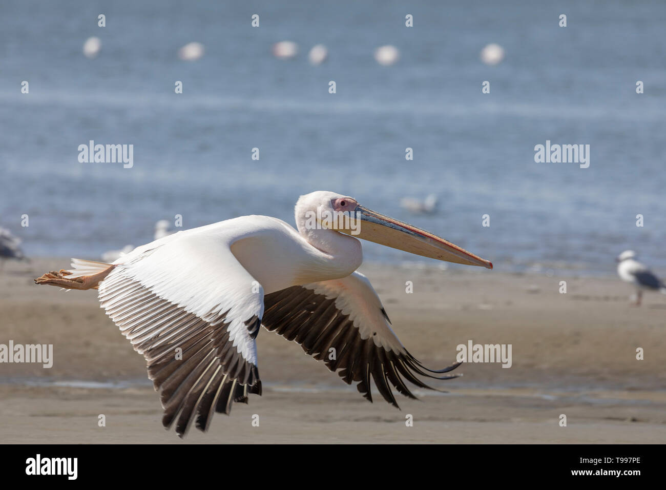 Great White Pelican (Pelecanus onocrotalus Stock Photo - Alamy
