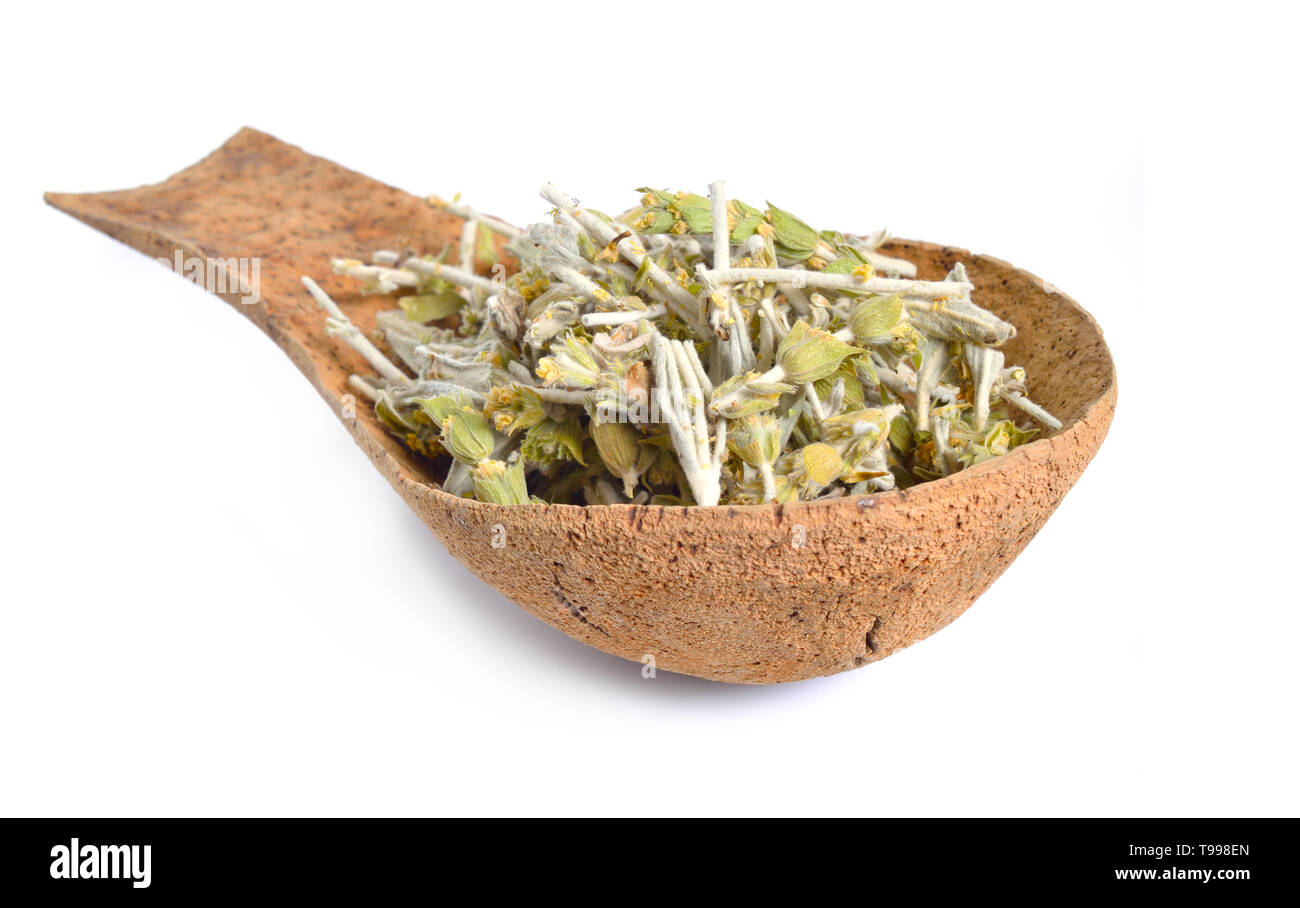 Sideritis, also known as ironwort, Greek mountain tea and shepherd's ...