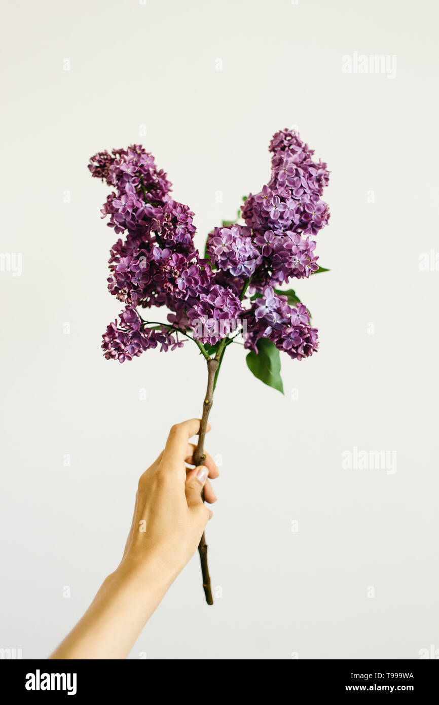 Hand holding a branch of purple lilac on white background Stock Photo ...