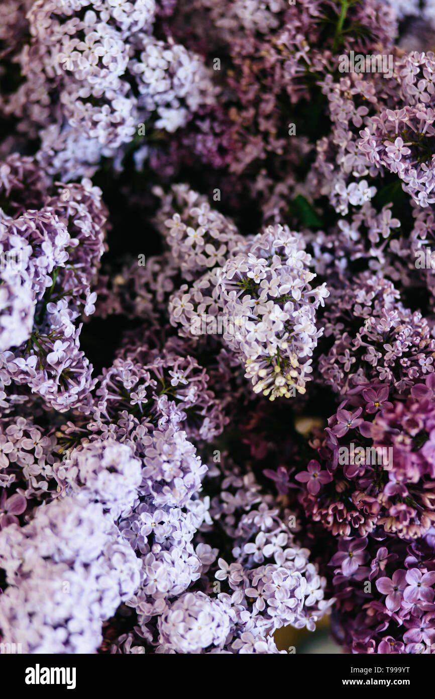 Beautiful floral texture of lilac on a white background Stock Photo - Alamy