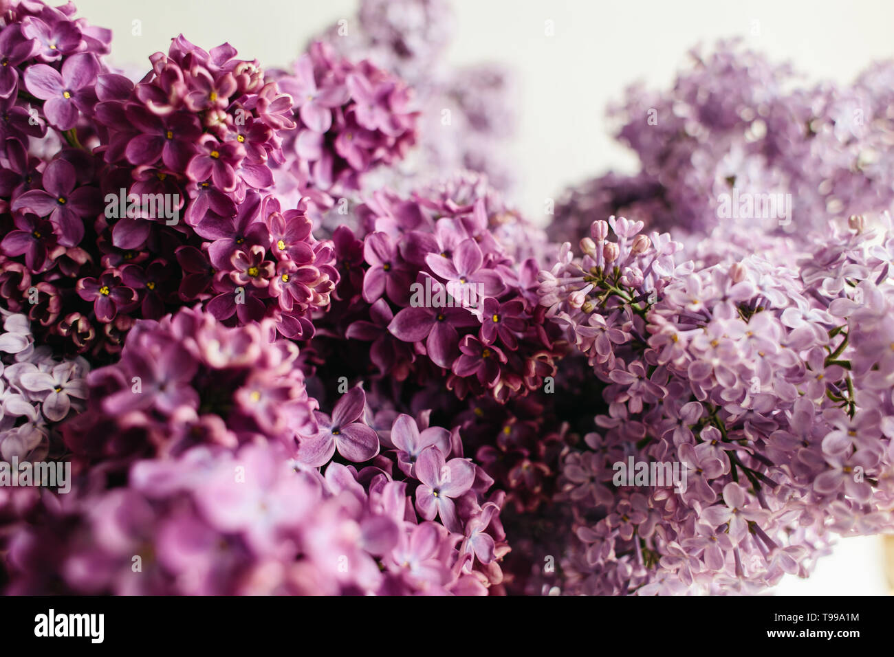 Beautiful floral texture of lilac on a white background Stock Photo - Alamy