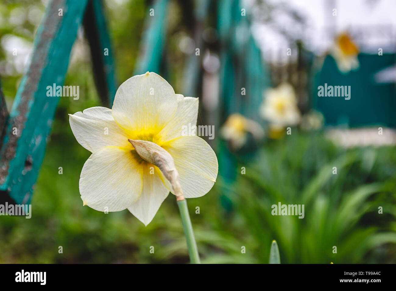 One flower of narcissus, rear view, against a green background. Close ...