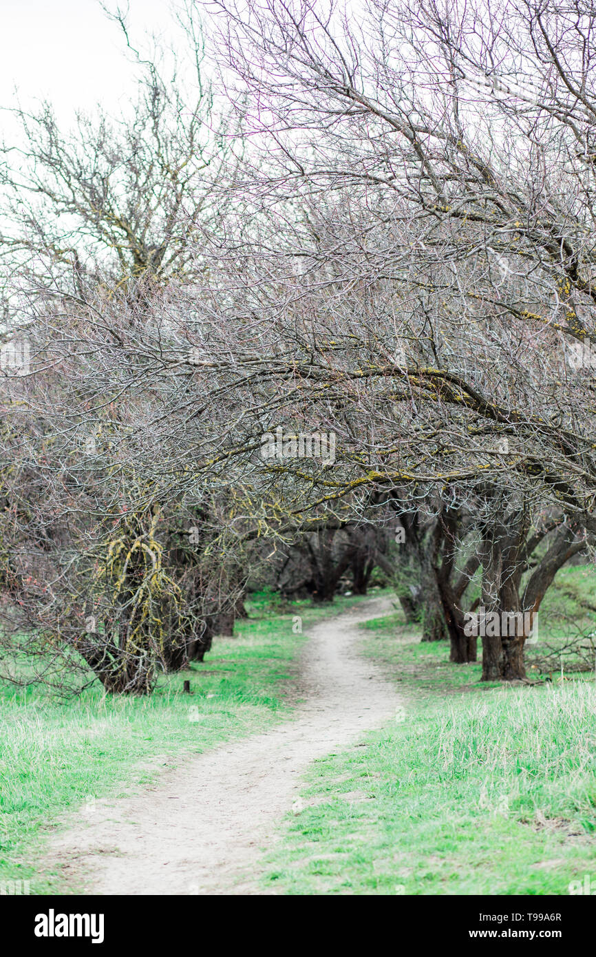 spring forest, trees without leaves and green grass, nature landscape ...