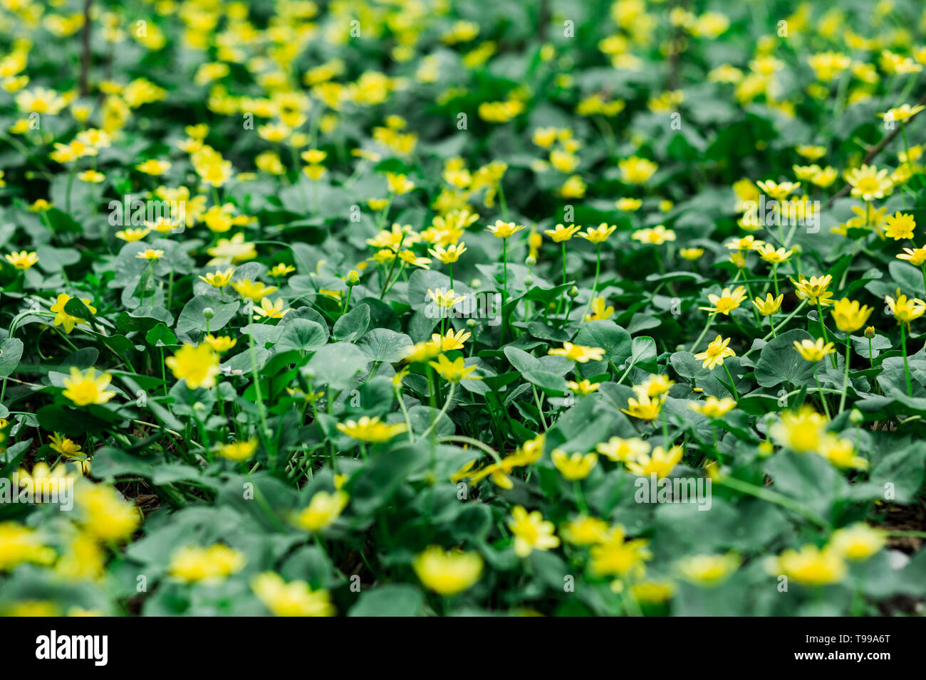 a green field with white wildflowers, texture Stock Photo - Alamy