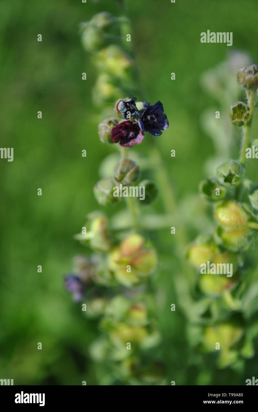 Cynoglossum officinale (houndstongue, houndstooth, dog's tongue, gypsy ...