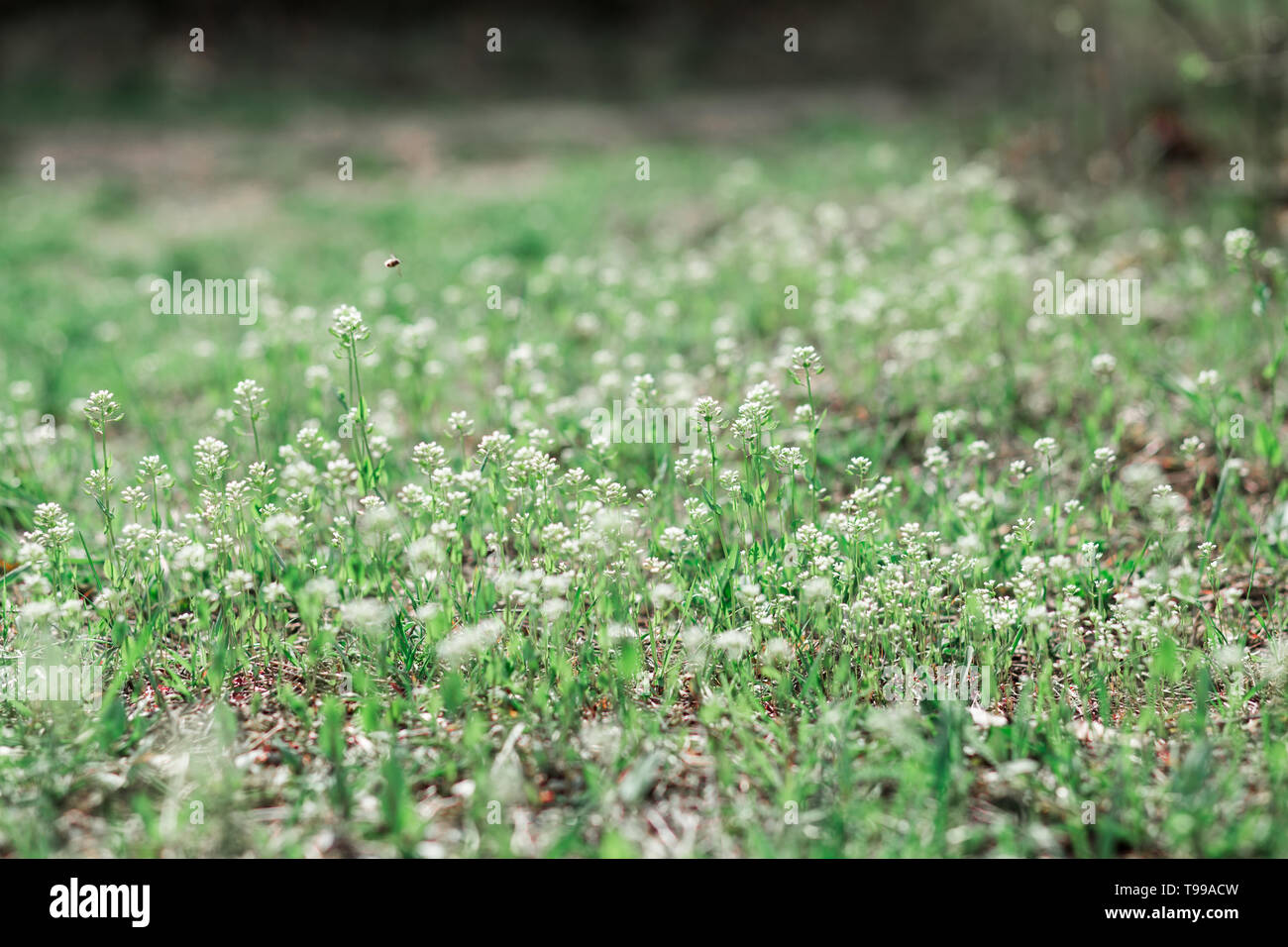 a green field with white wild flowers, texture Stock Photo - Alamy