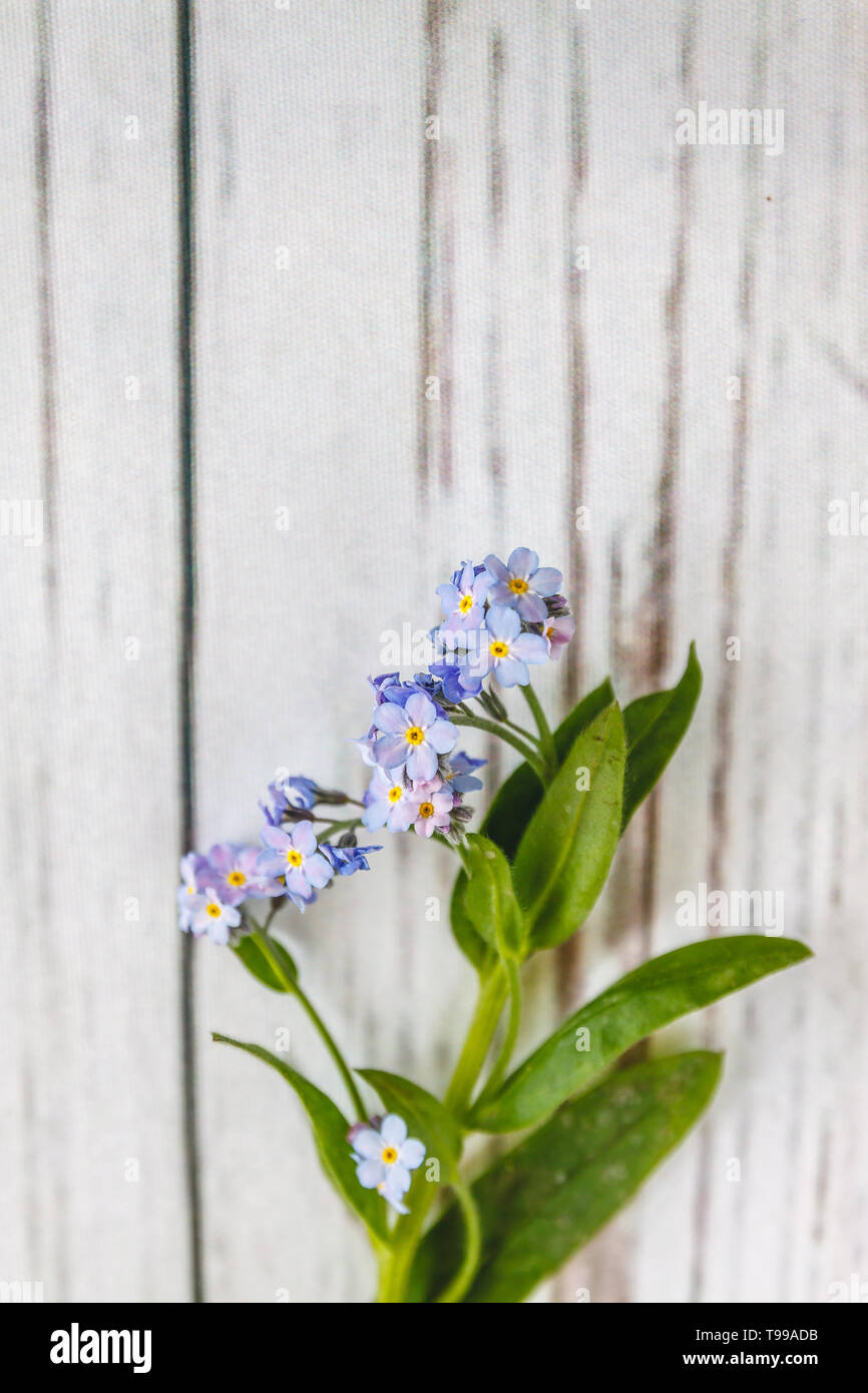 On a light white wooden background there is a blue flower forget-me ...