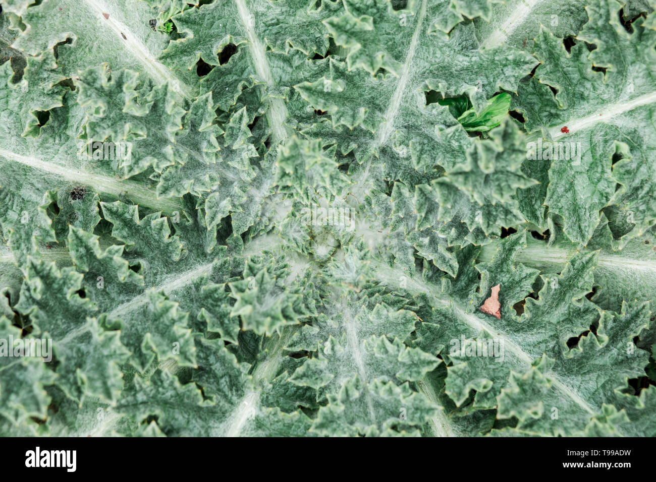 natural green texture of prickly plant on top, curly Stock Photo - Alamy