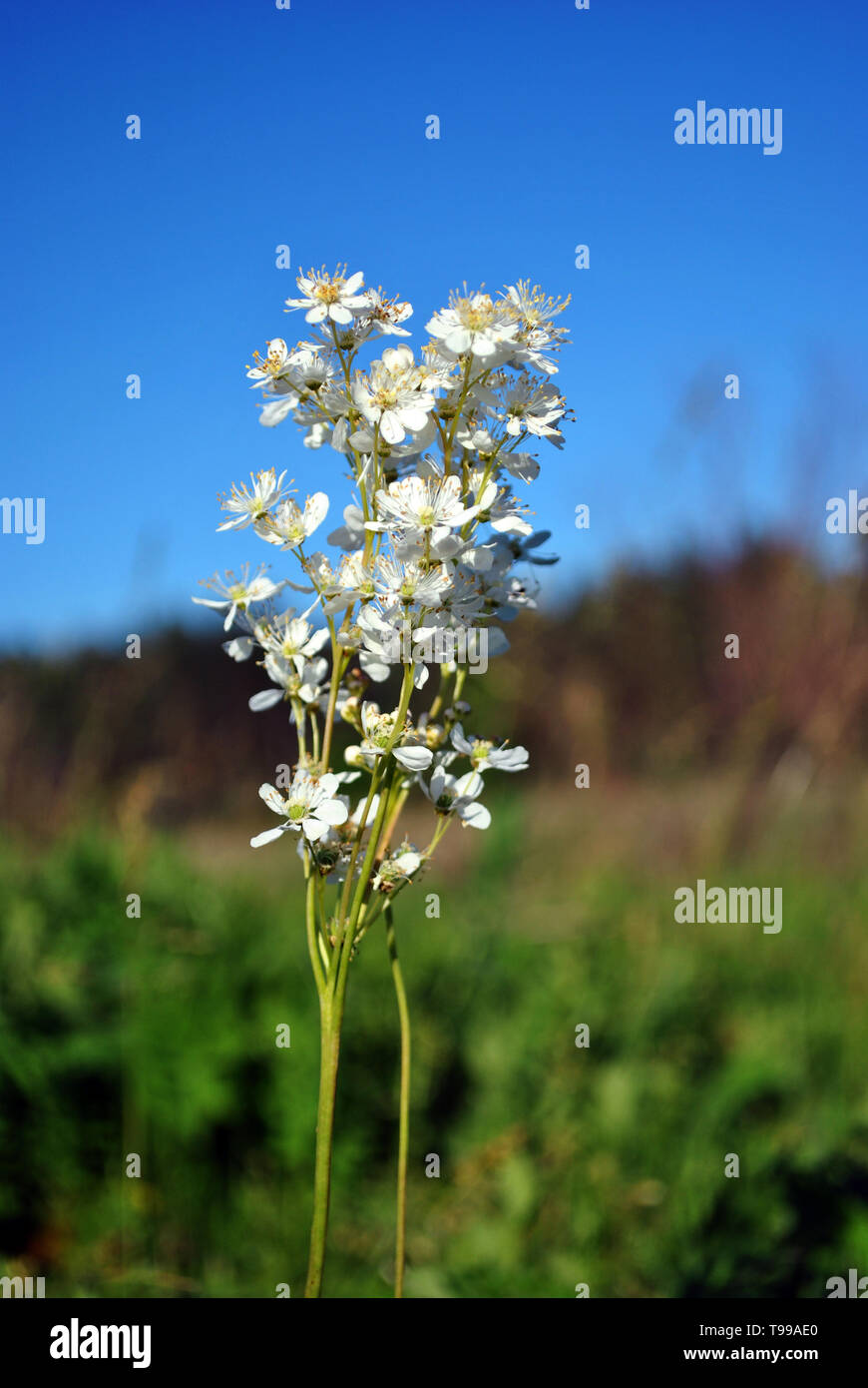 Dropwort macro hi-res stock photography and images - Alamy