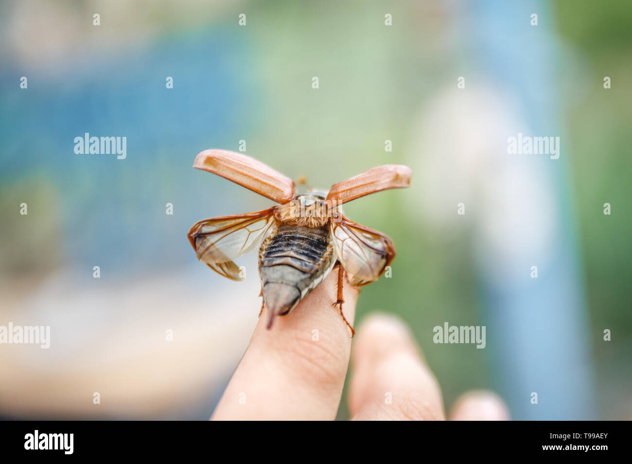 On the children's hand sits a large May-bugle beetle and is preparing ...