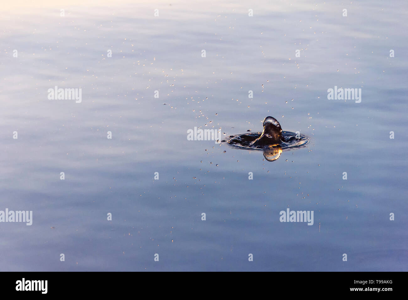 Drop falling in a pond Stock Photo - Alamy