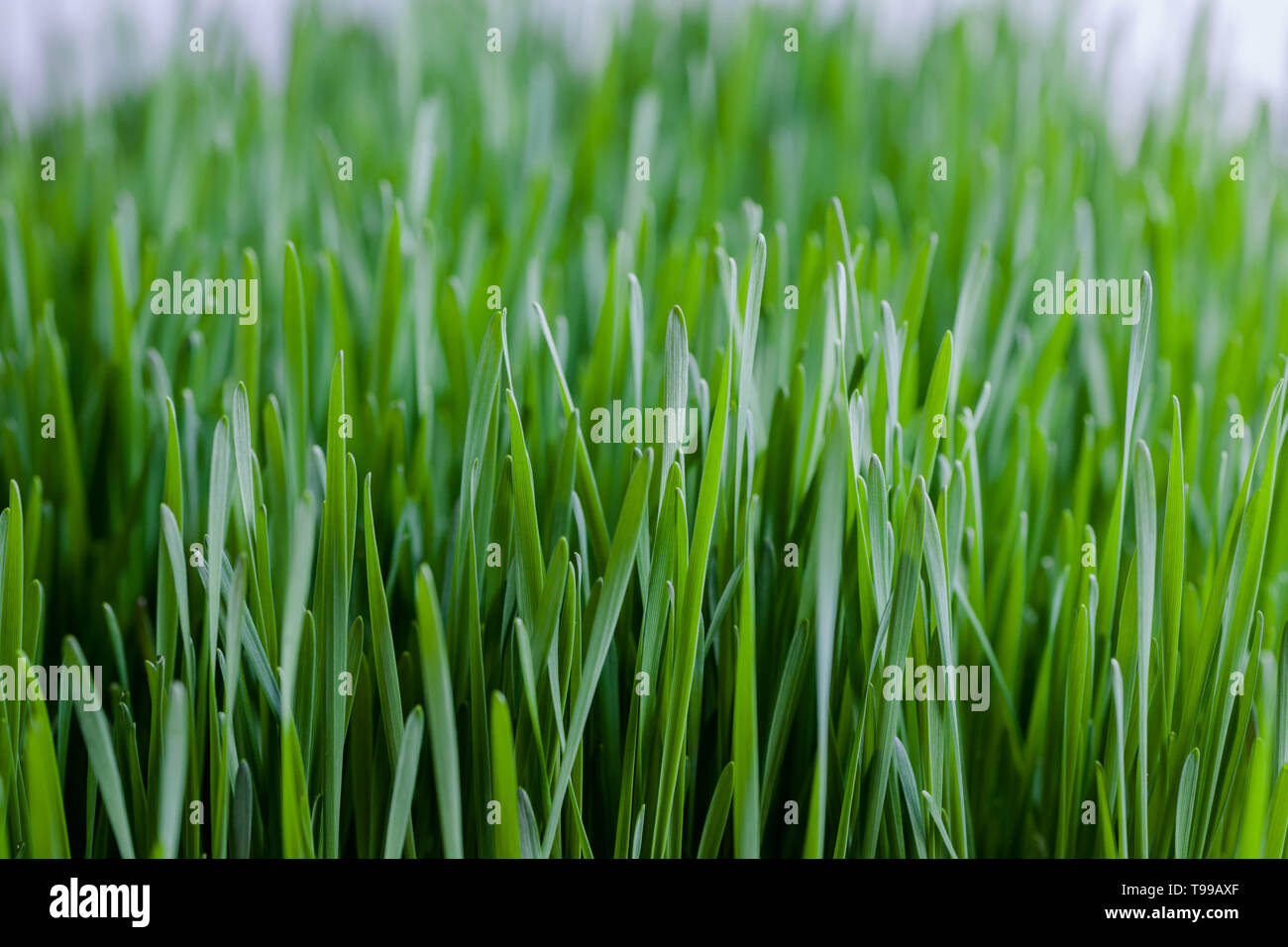 Green and tasty wheat grass Stock Photo - Alamy