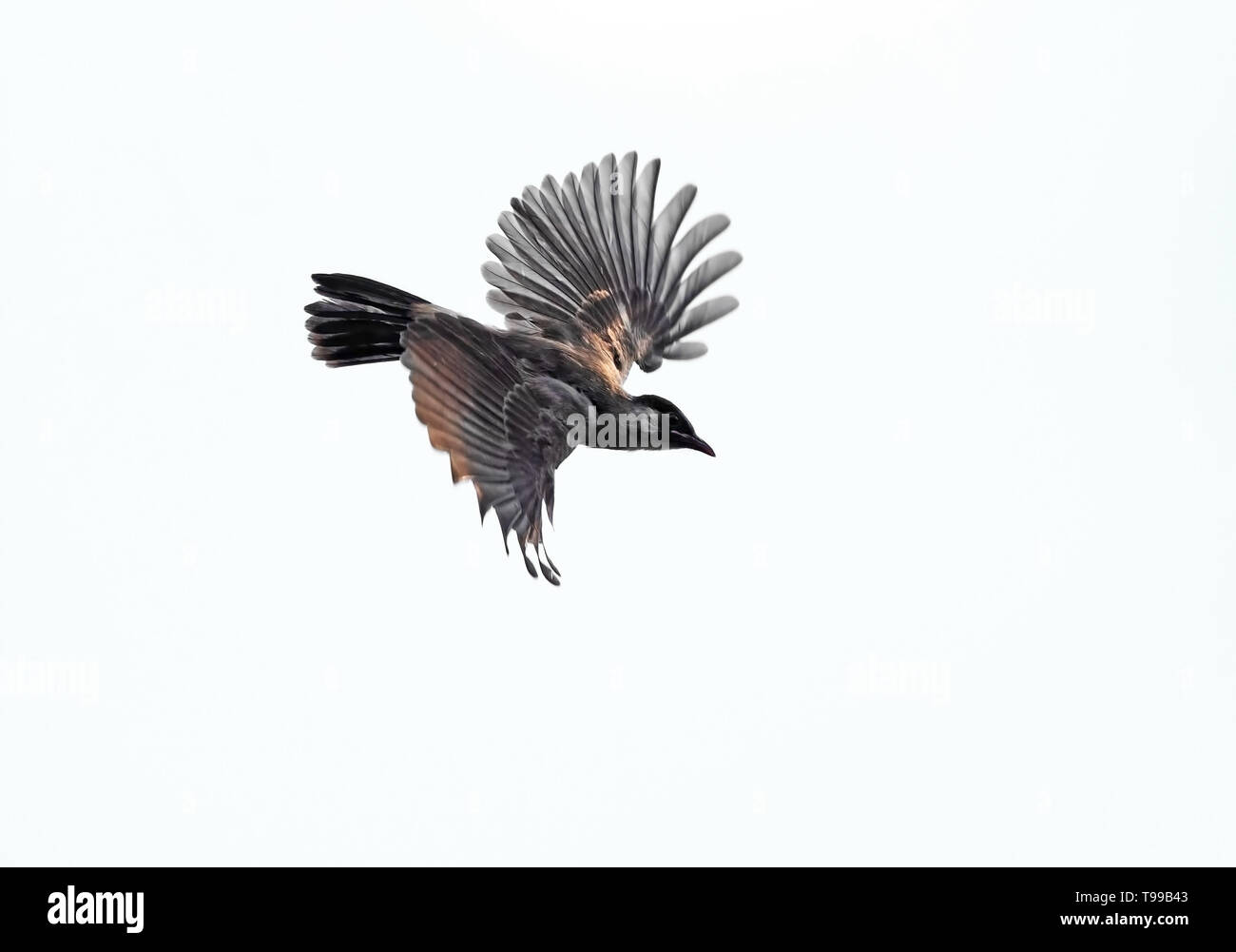 Sooty headed bulbul bird hi-res stock photography and images - Alamy