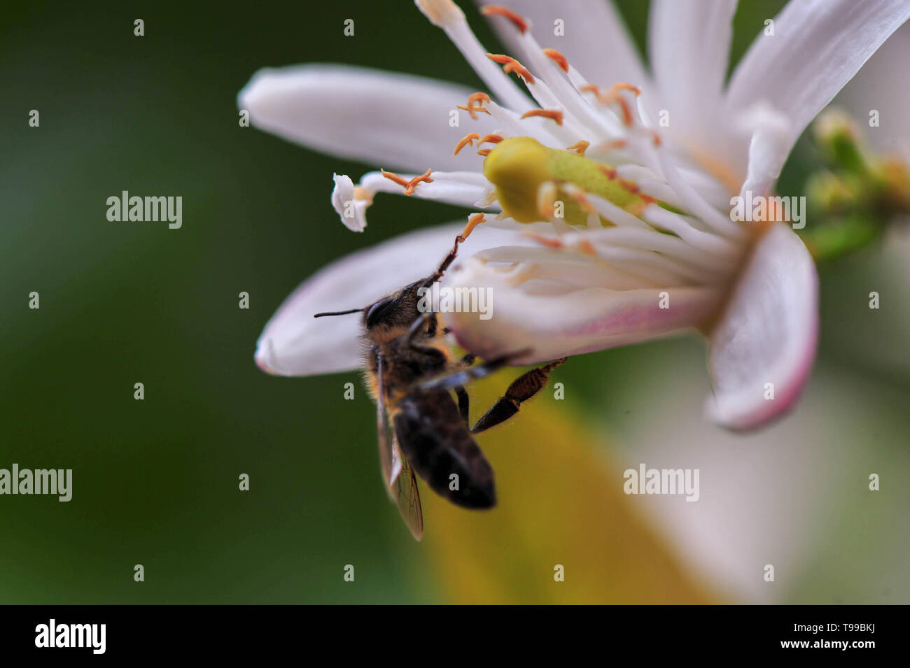 Bee harvesting nectar and pollen from flower Stock Photo - Alamy