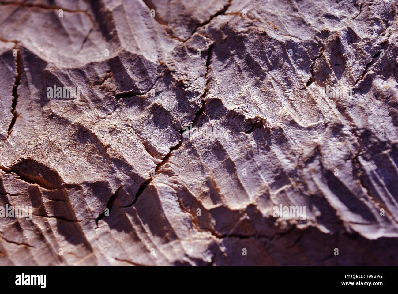 Texture of pink wood bitten by beavers, organic texture background ...