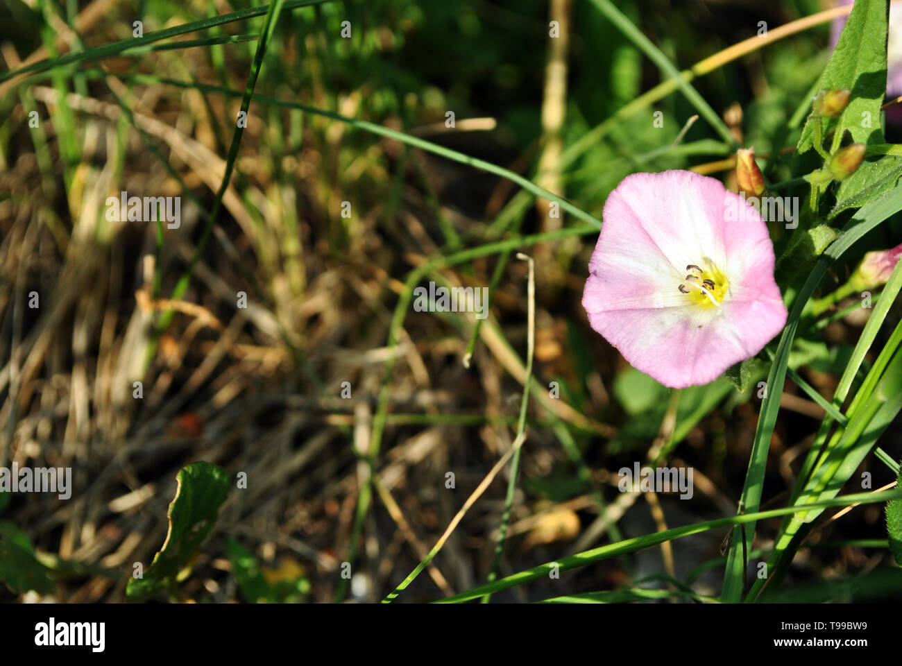 Convolvulus arvensis (field bindweed) flower in pink on grass ...