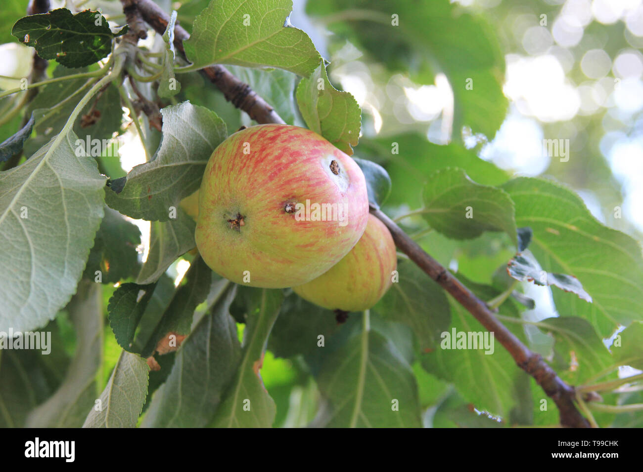 Apple tree pest hi-res stock photography and images - Alamy