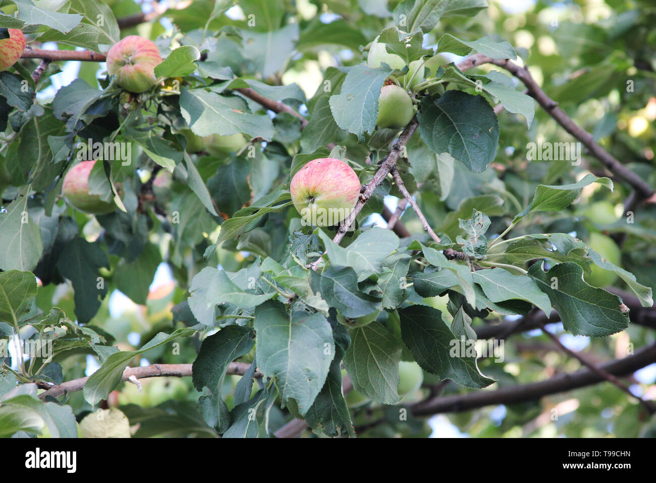 Insect damaged apples hi-res stock photography and images - Alamy