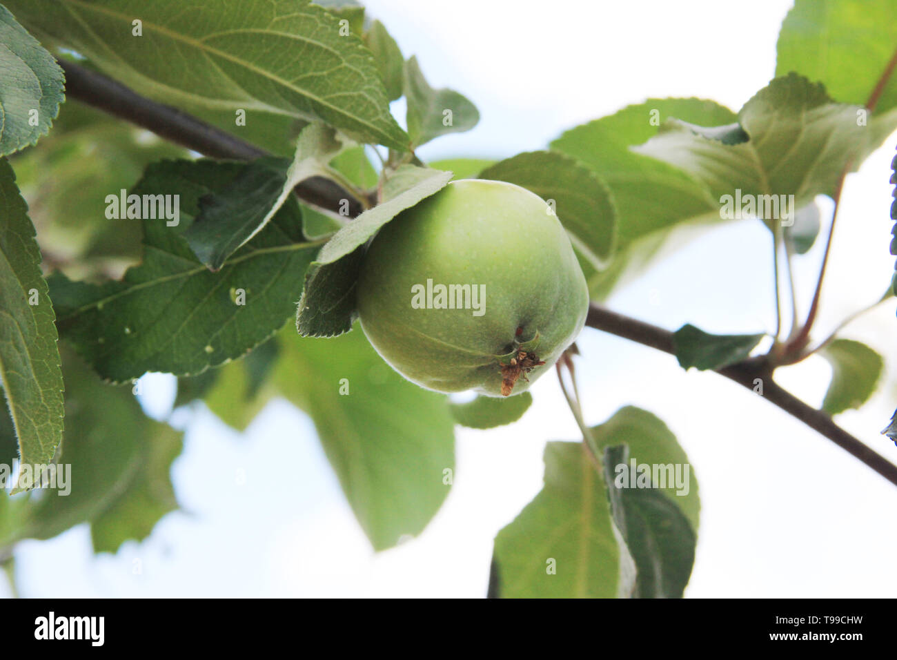 Apple tree without leaves hi-res stock photography and images - Alamy