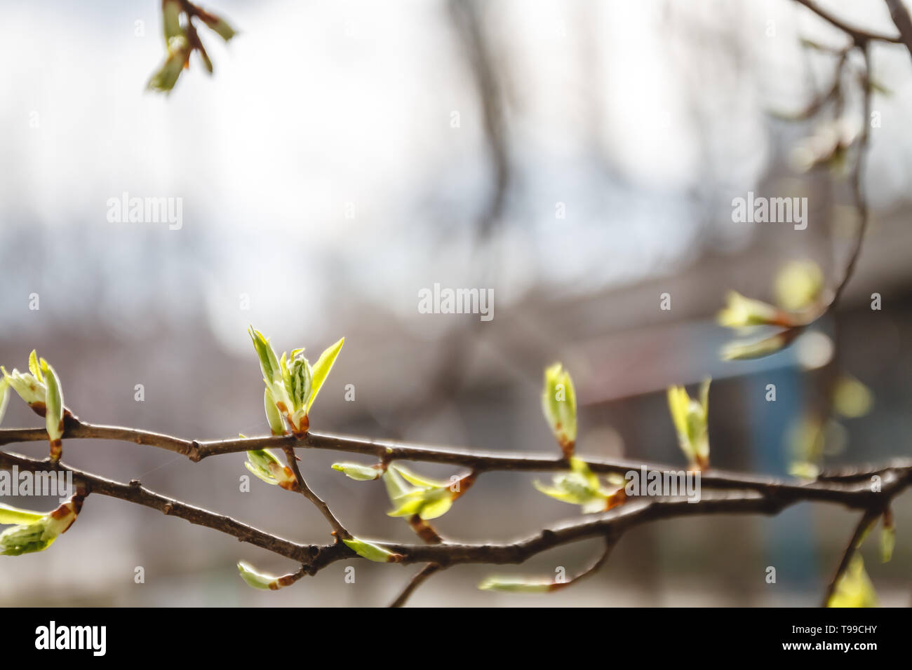 Young leaves, buds and shoots on a tree branch in spring in the ...