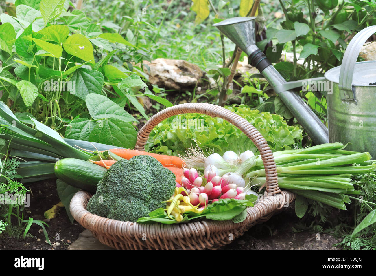 organic vegetables in a wicker basket in a vegetable garden Stock Photo ...