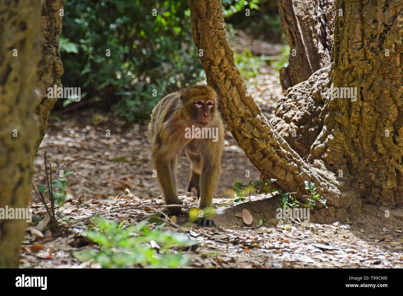 A Barbary macaque walking through the forest Stock Photo - Alamy